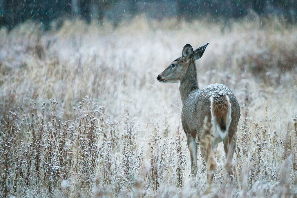 Buck season reboot - Herald-Standard